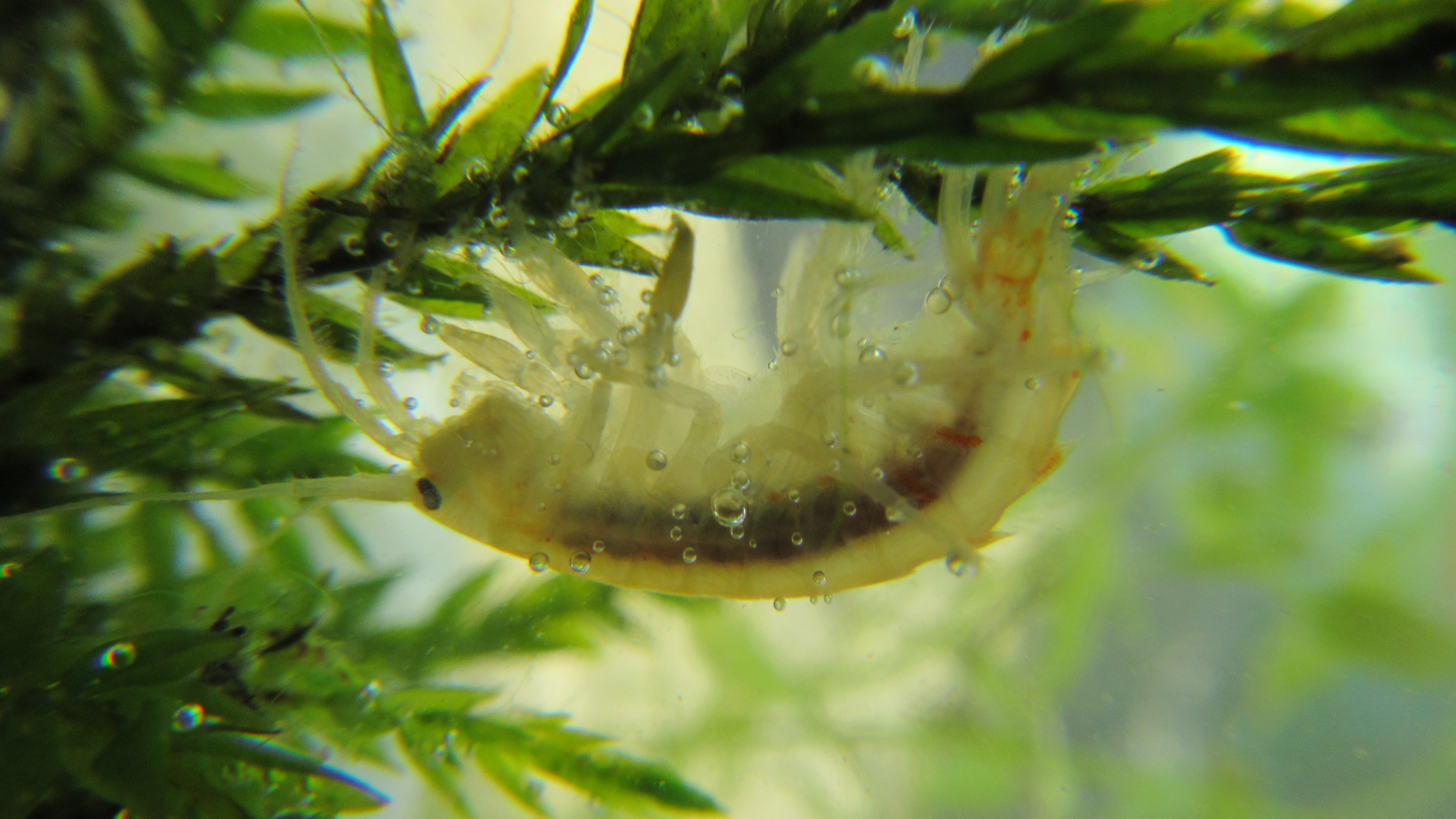 Die Wasserkontrolleure: Flussflohkrebse im Gewässer - eglv