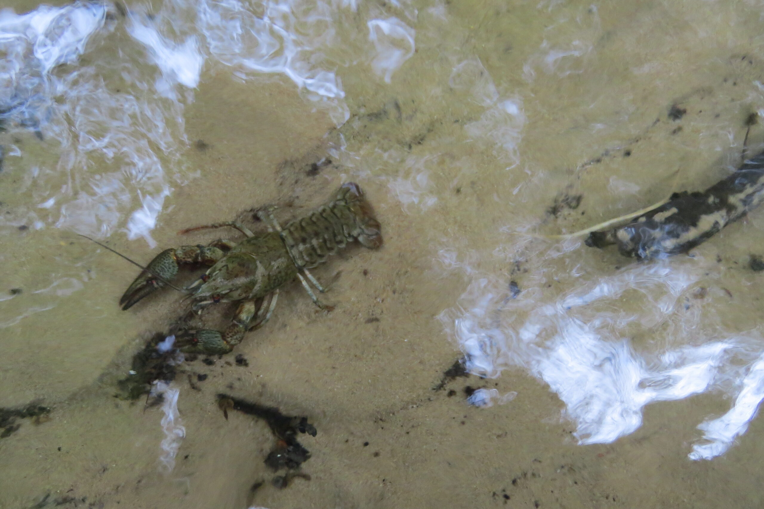 Edelkrebse in Emscher und Lippe - eglv