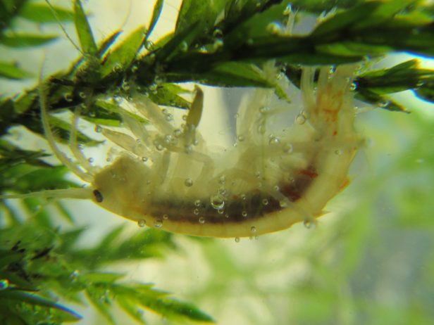 Die Wasserkontrolleure: Flussflohkrebse im Gewässer - eglv